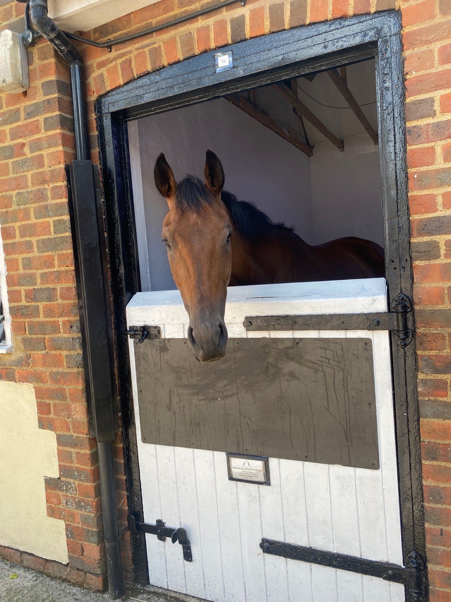 THE HORSES ARE COMING BACK IN! – Warren Greatrex Racing