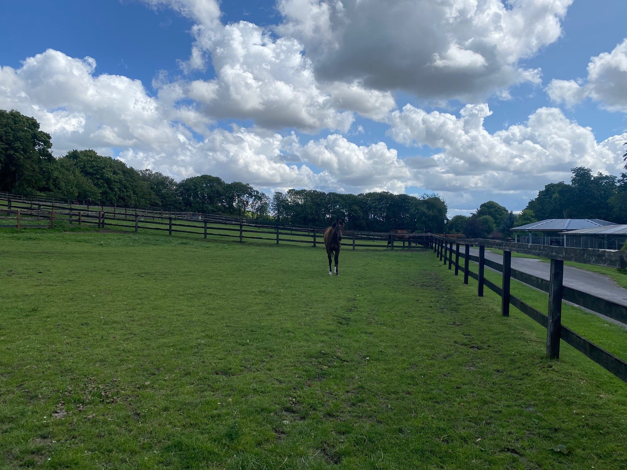 THE HORSES ARE COMING BACK IN! – Warren Greatrex Racing